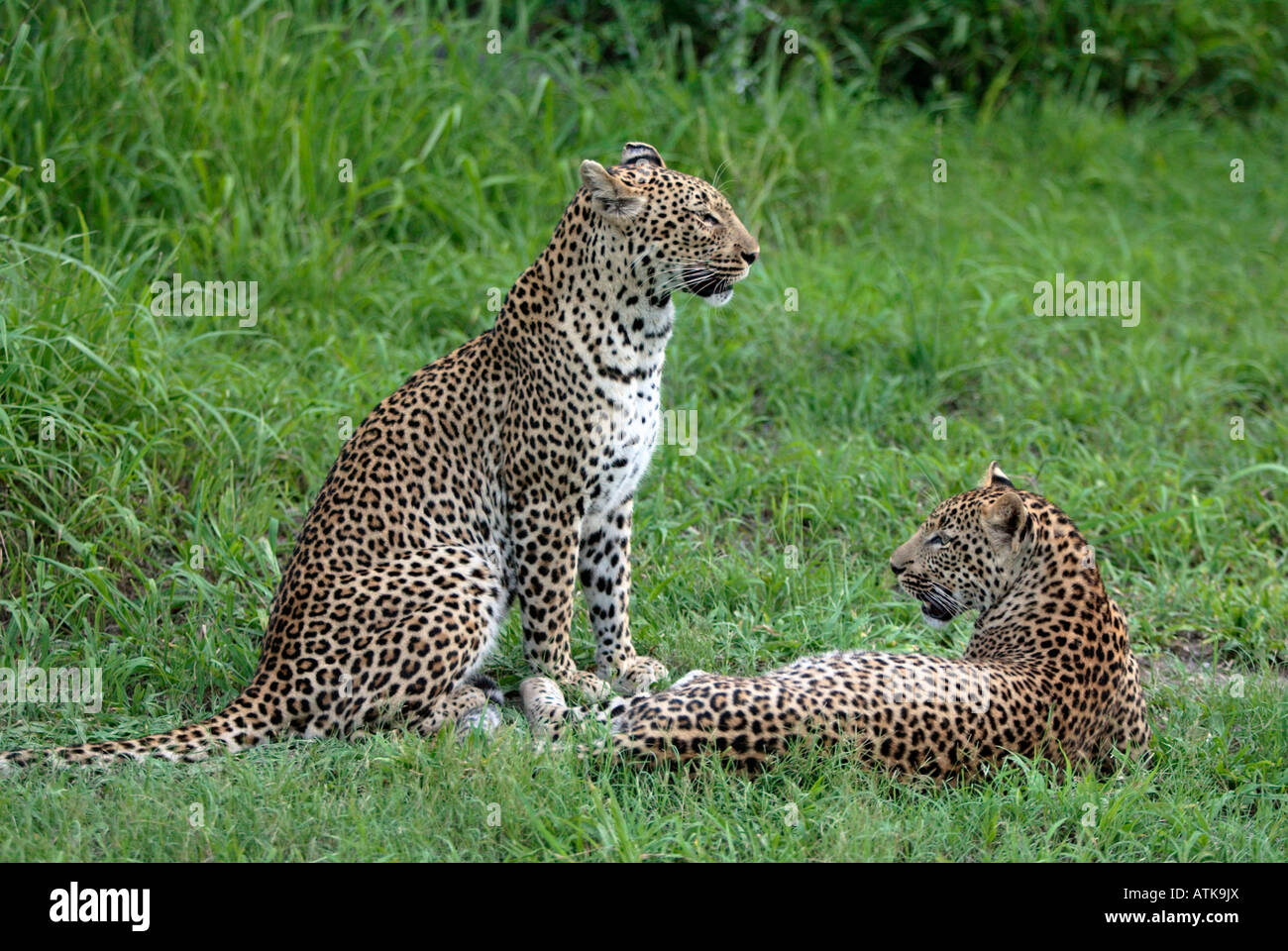Young female leopard hi-res stock photography and images - Alamy