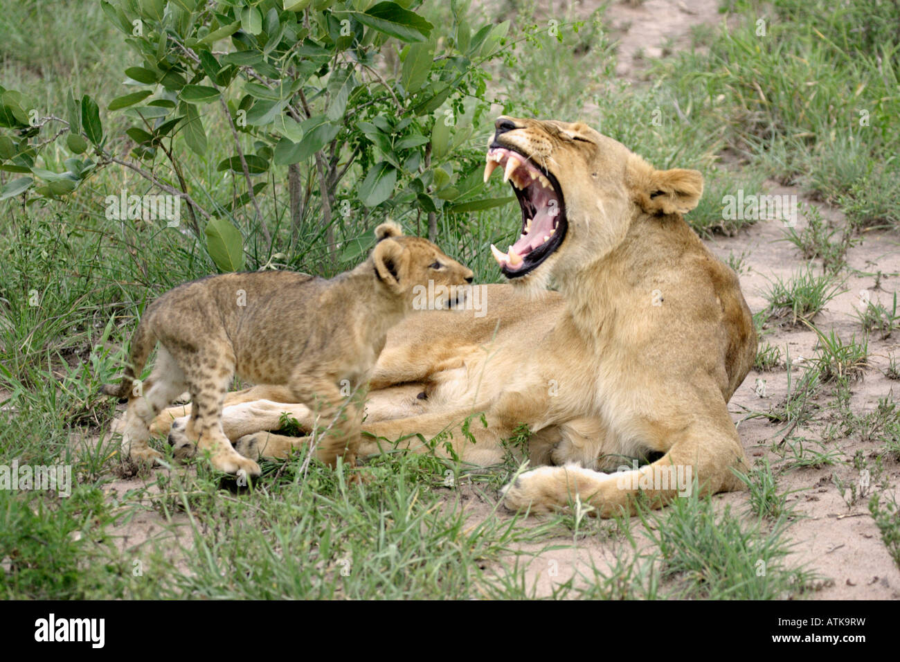 Lion standing upright hi-res stock photography and images - Alamy