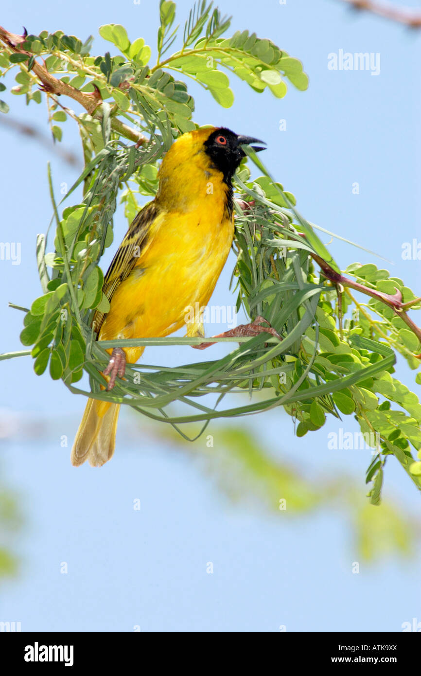 African Masked Weaver Stock Photo - Alamy