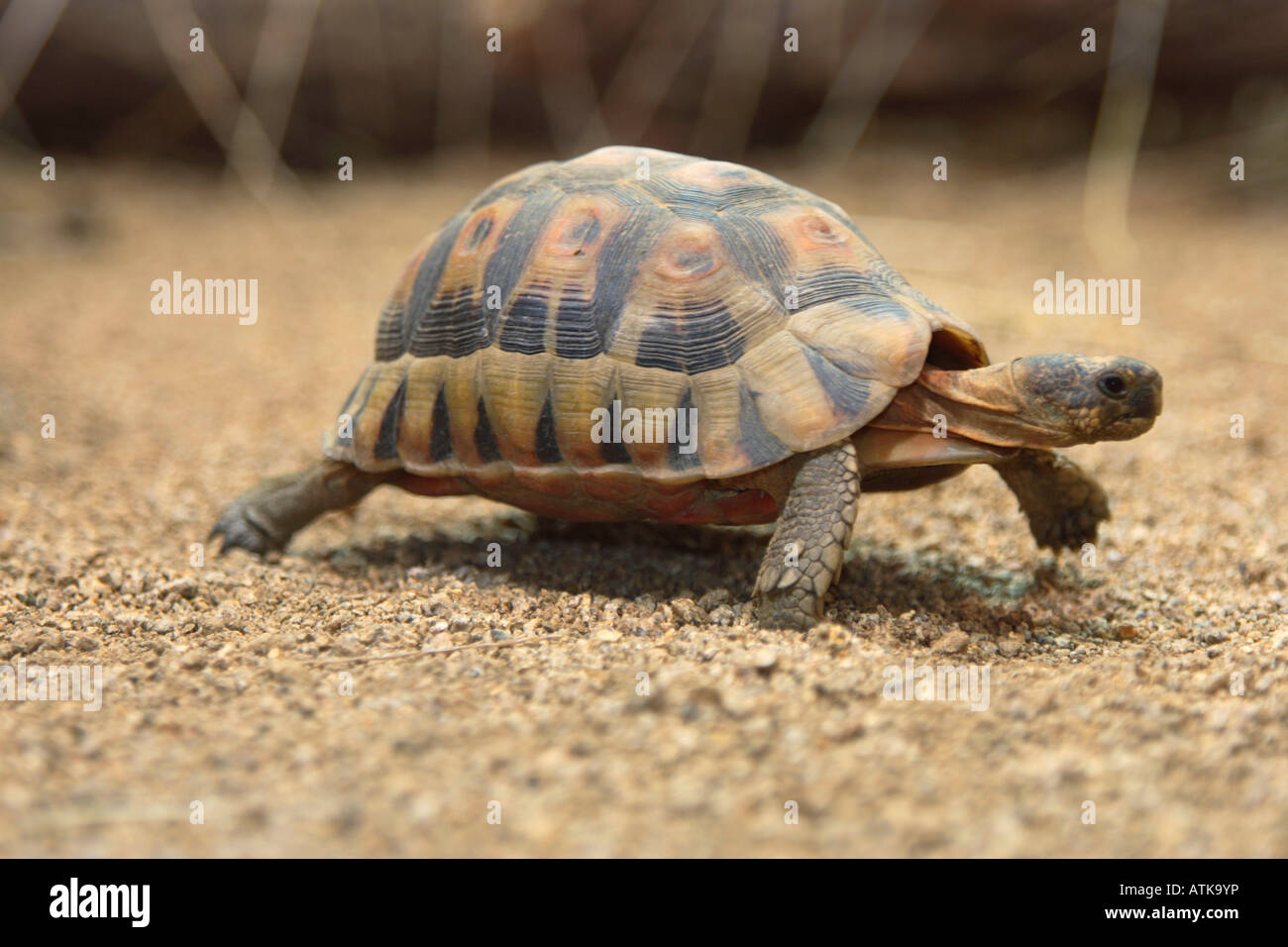 Mediterranean Spur-thighed Tortoise Stock Photo - Alamy