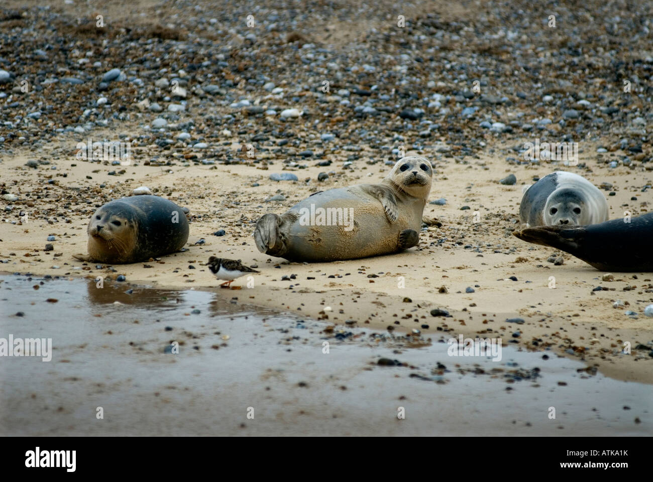 Seals at blakeney point, hi-res stock photography and images - Alamy