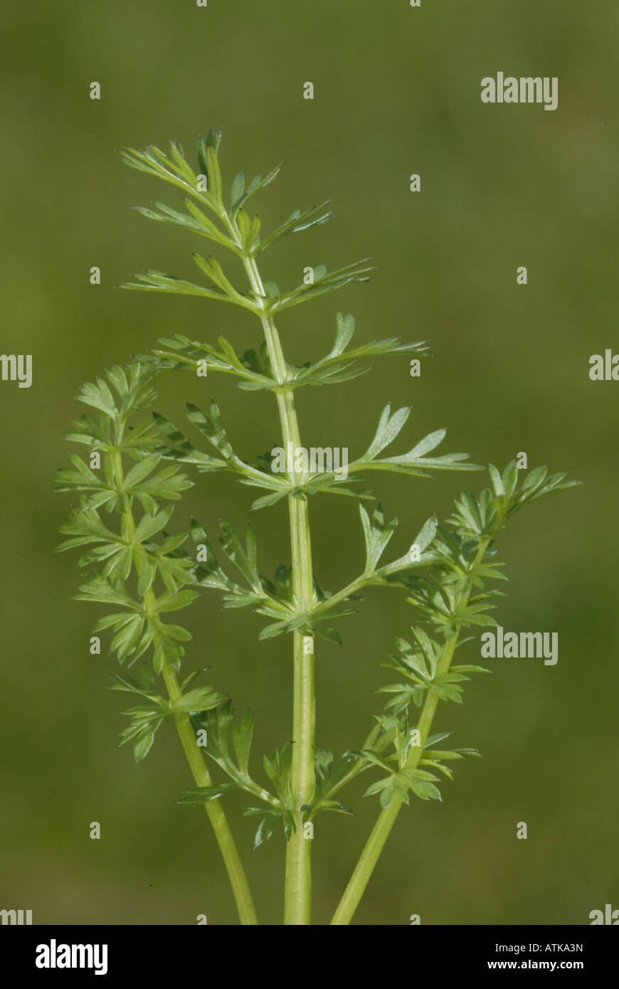 Caraway leaves carum carvi hi-res stock photography and images - Alamy