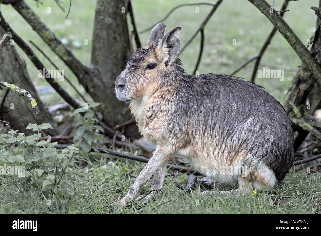 Patagonian Mara (Dolichotis patagonum Stock Photo - Alamy
