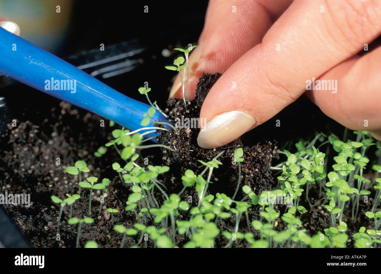 Separation of seedlings Stock Photo - Alamy