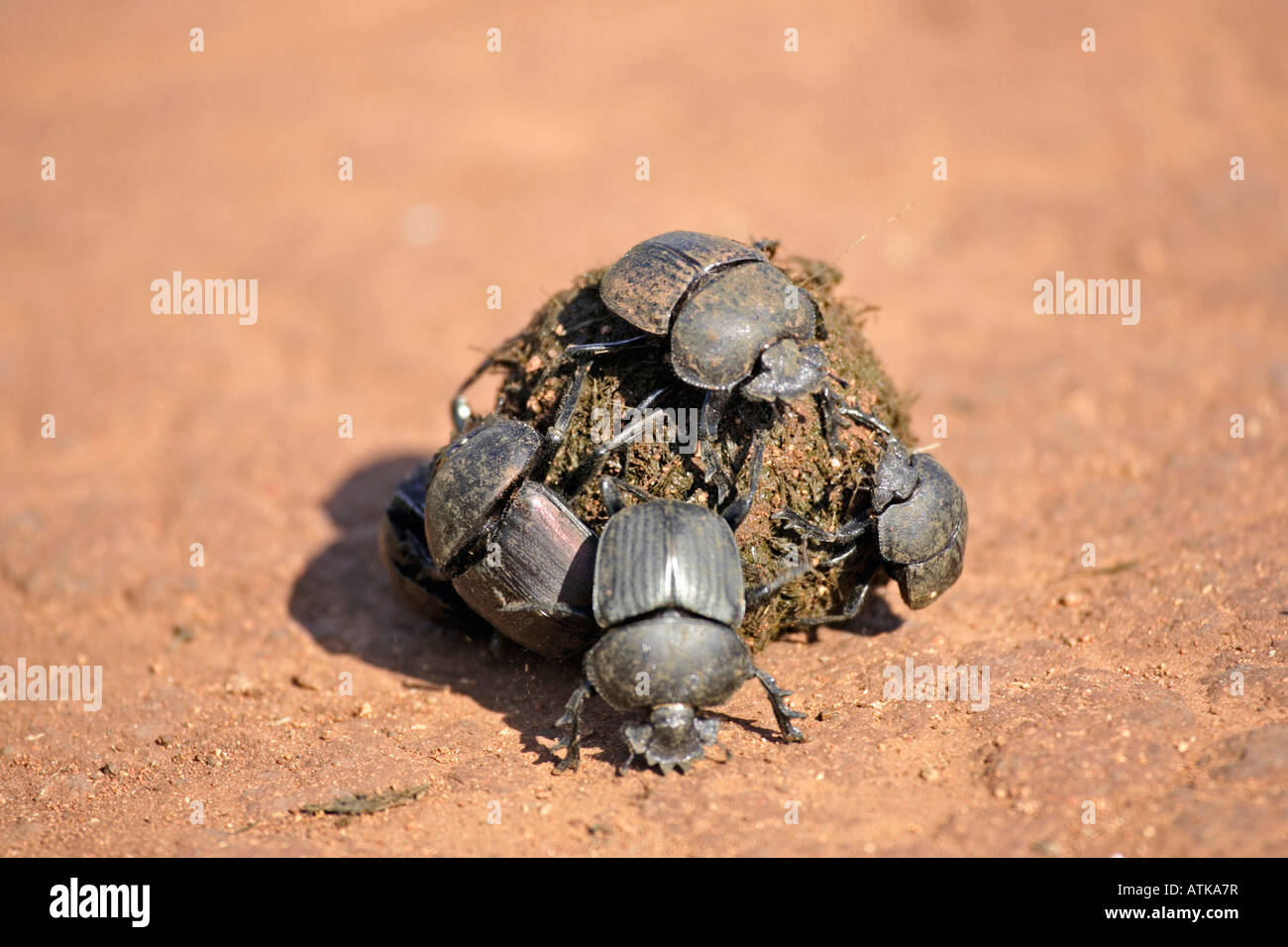 Dung Beetle / Scarab Beetle Stock Photo - Alamy