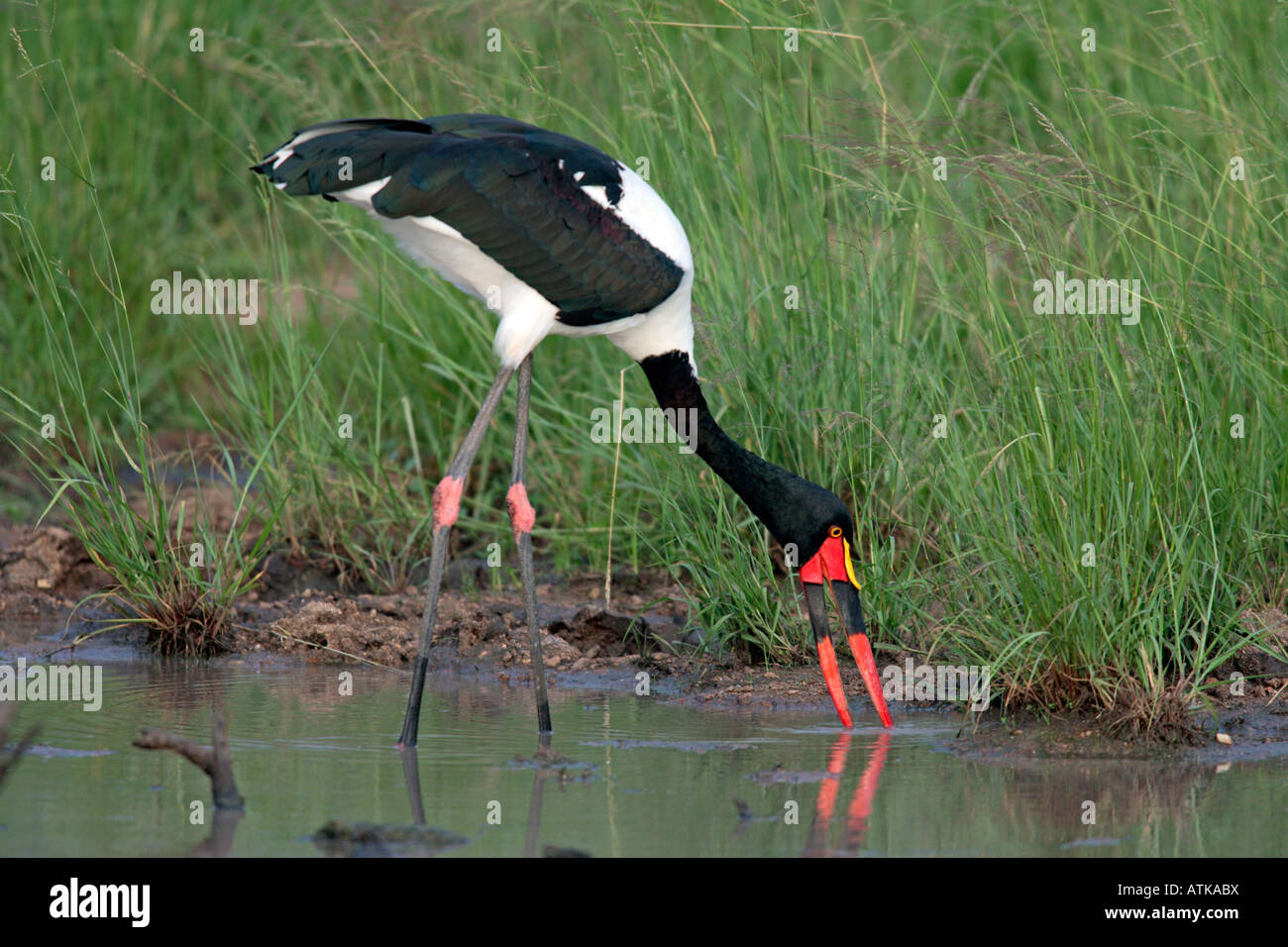 Hunting saddle stork hi-res stock photography and images - Alamy