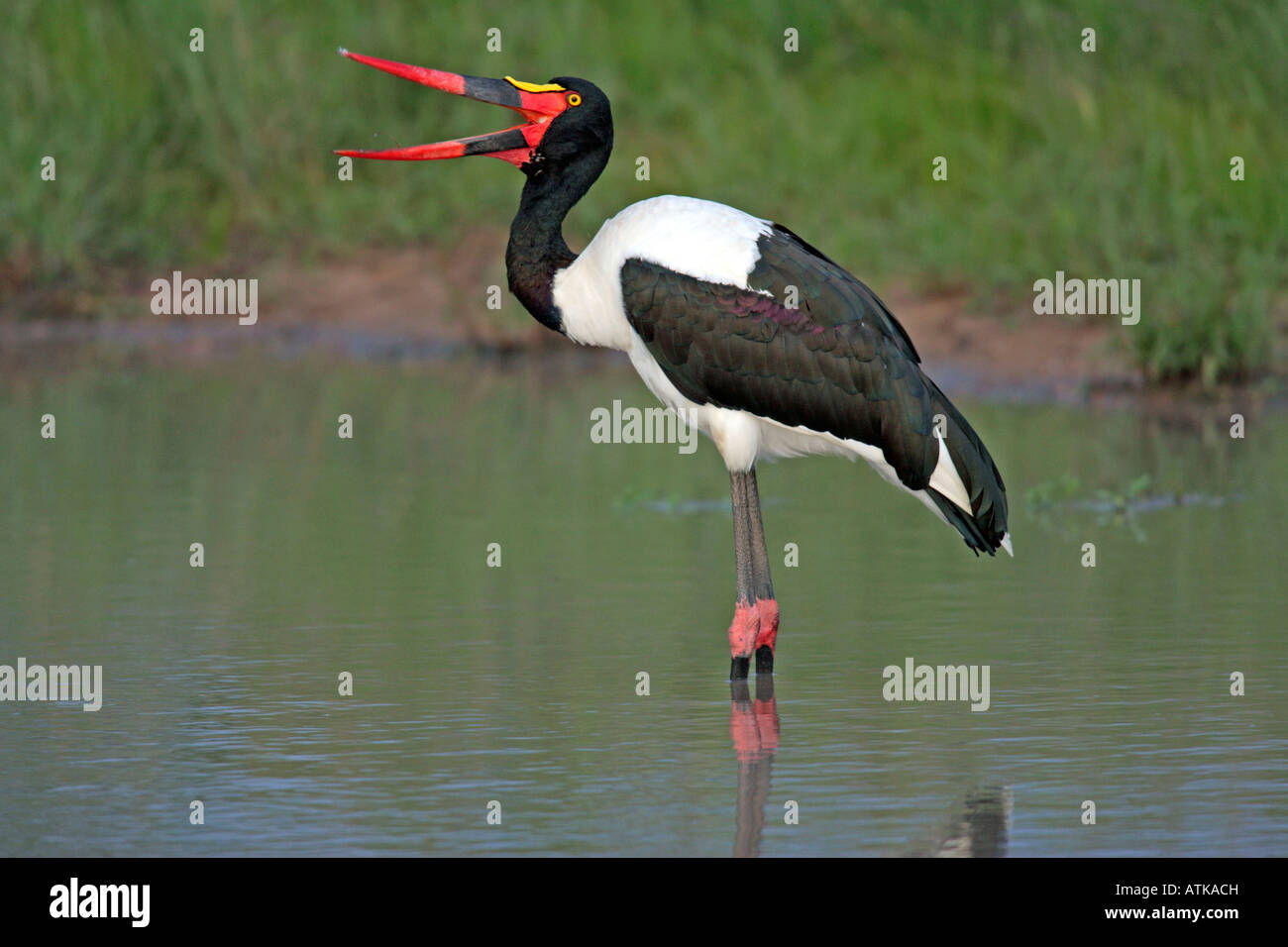 Sand storks bill hi-res stock photography and images - Alamy