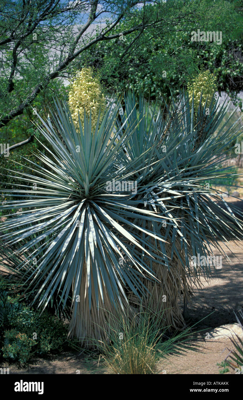 Yucca rigida hi-res stock photography and images - Alamy