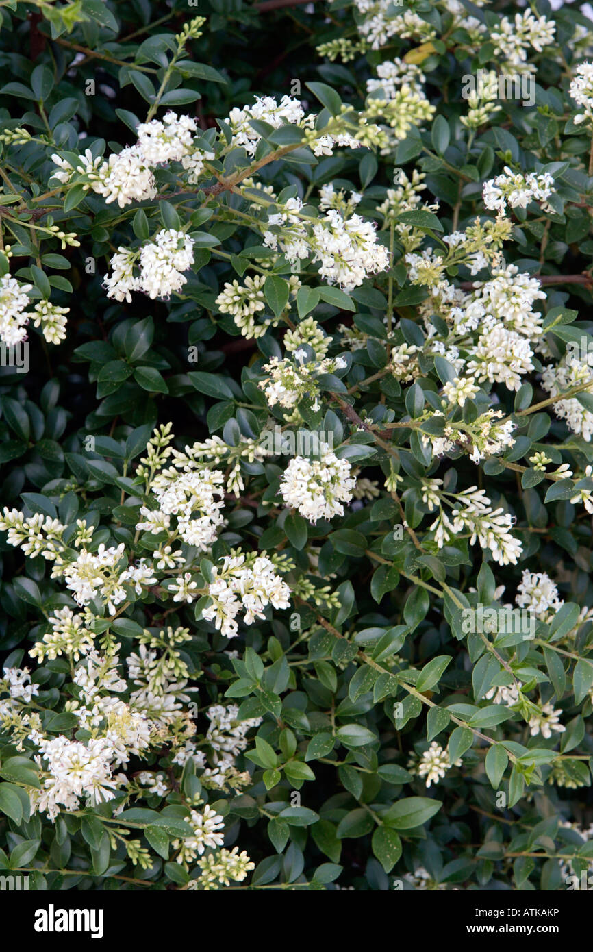 White flowering escallonia hi-res stock photography and images - Alamy