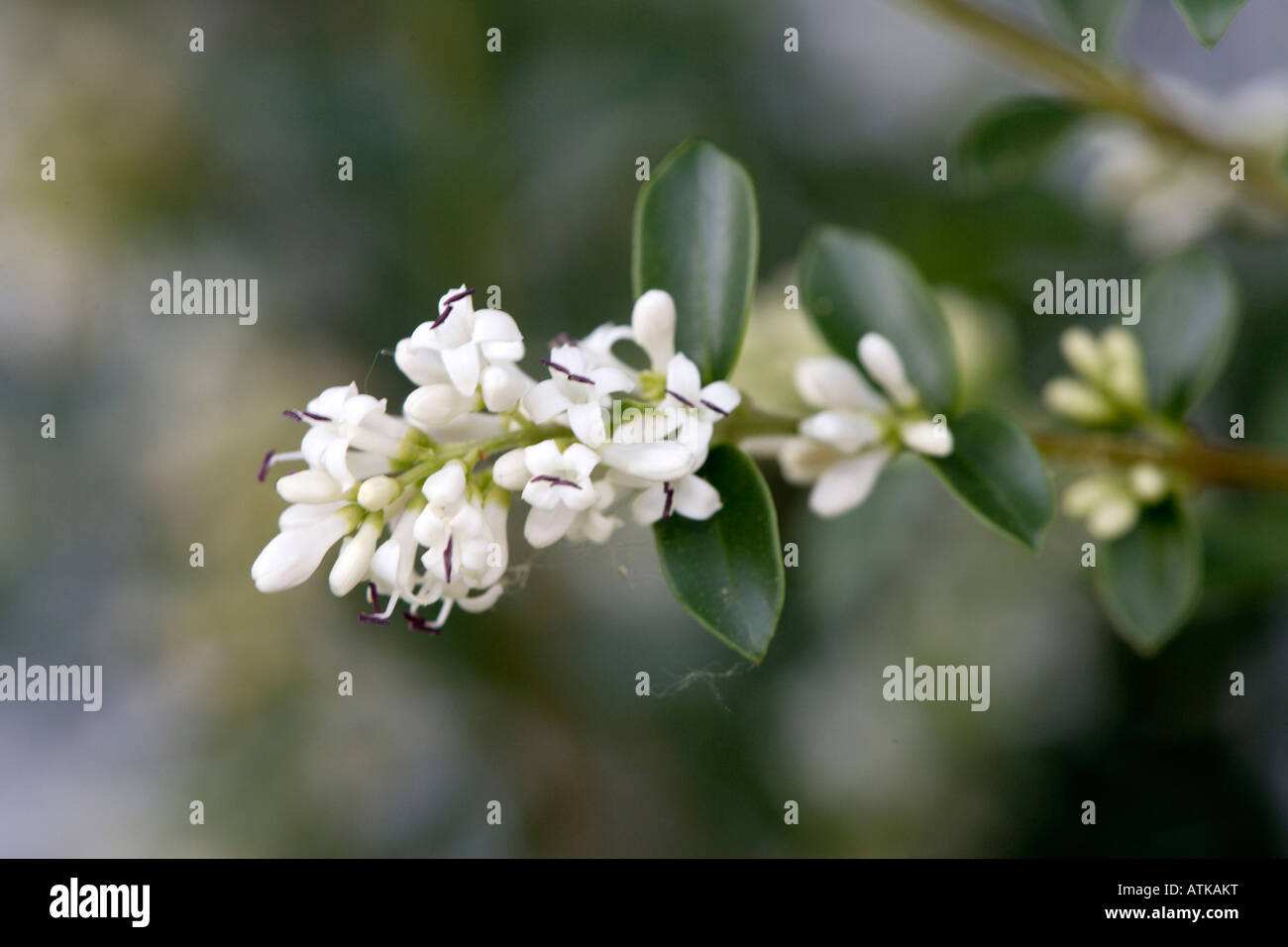 White flowering escallonia hi-res stock photography and images - Alamy