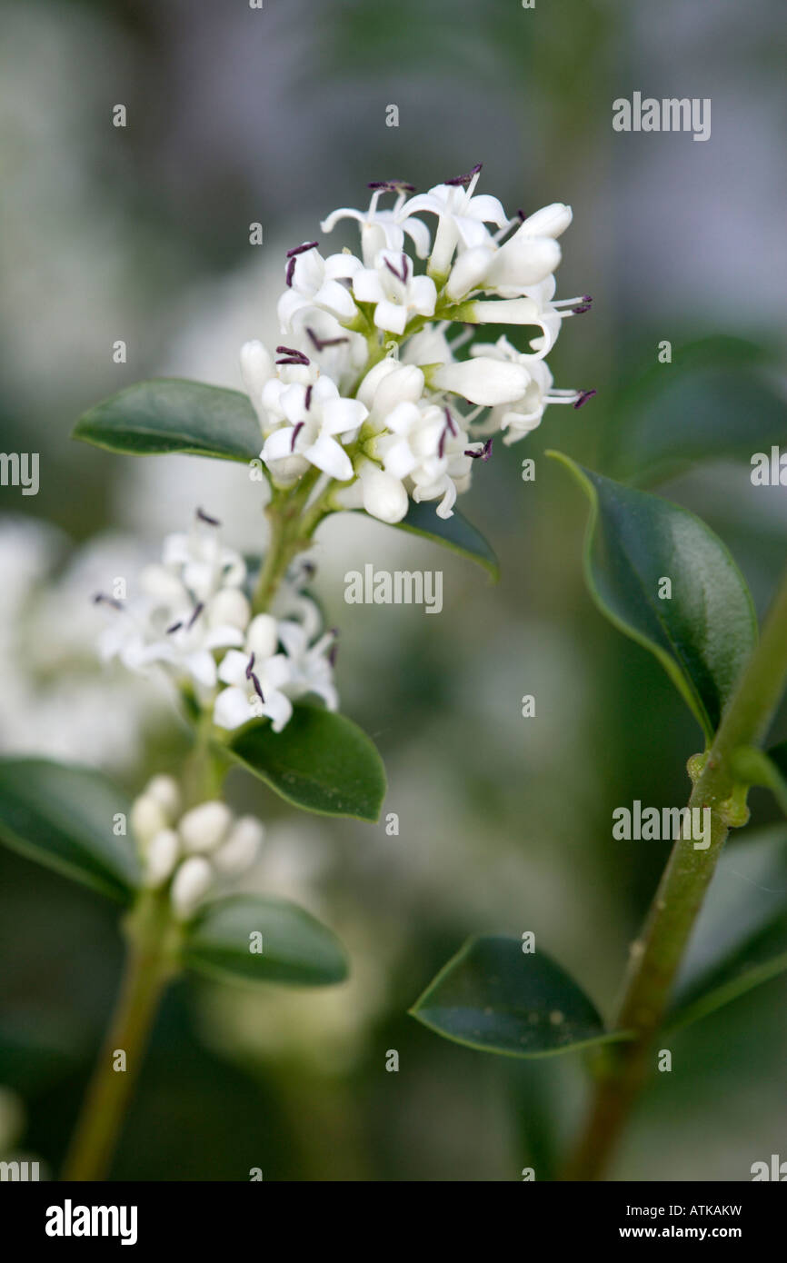 White flowering escallonia hi-res stock photography and images - Alamy