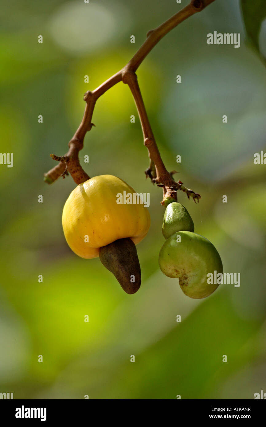 Cashew tree south america hi-res stock photography and images - Alamy
