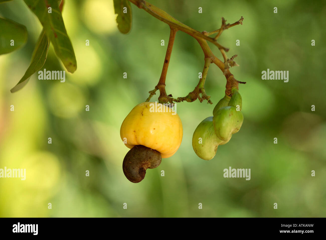 Cashew tree honduras hi-res stock photography and images - Alamy