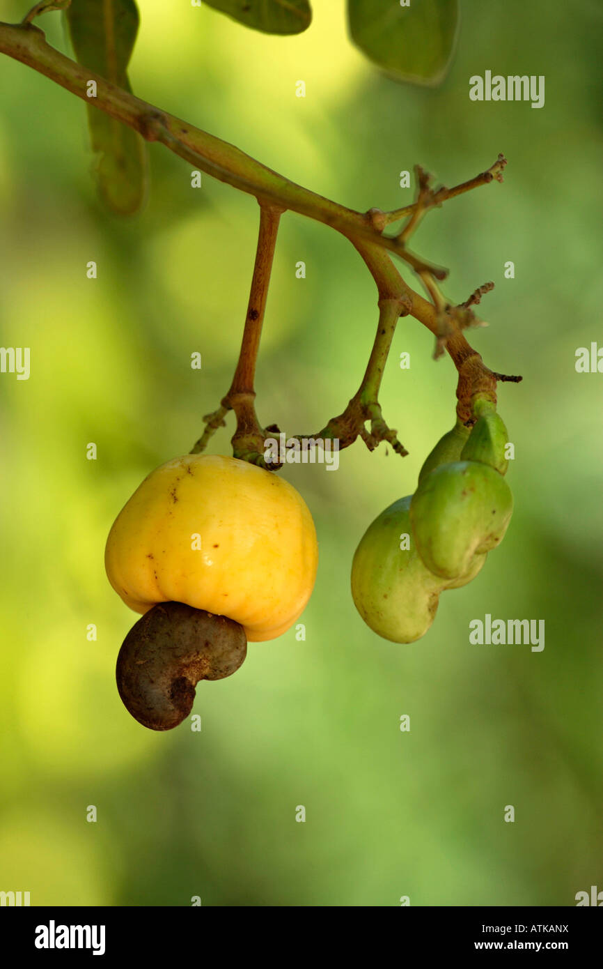 Cashew tree honduras hi-res stock photography and images - Alamy