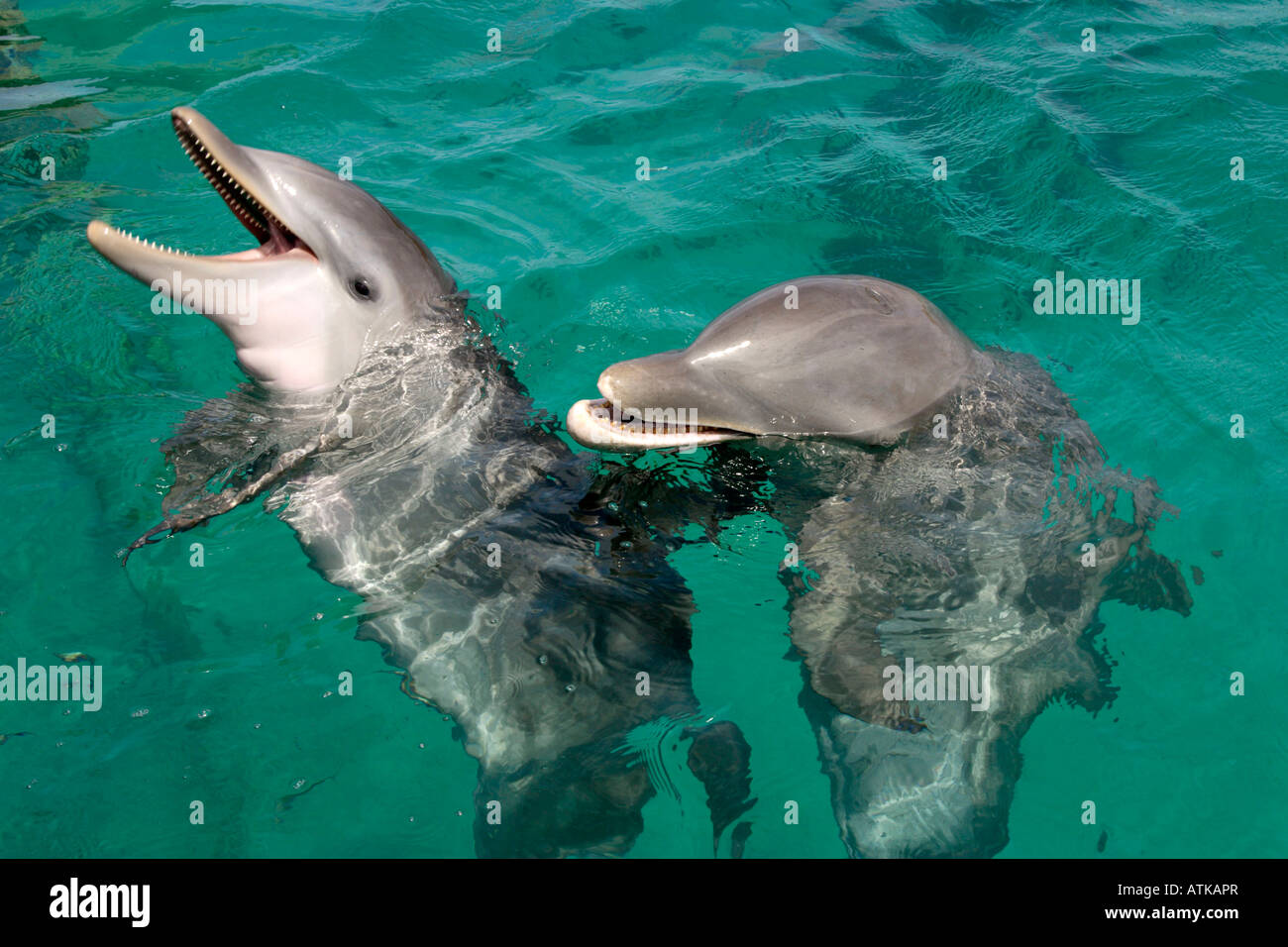 Whale calling hi-res stock photography and images - Alamy
