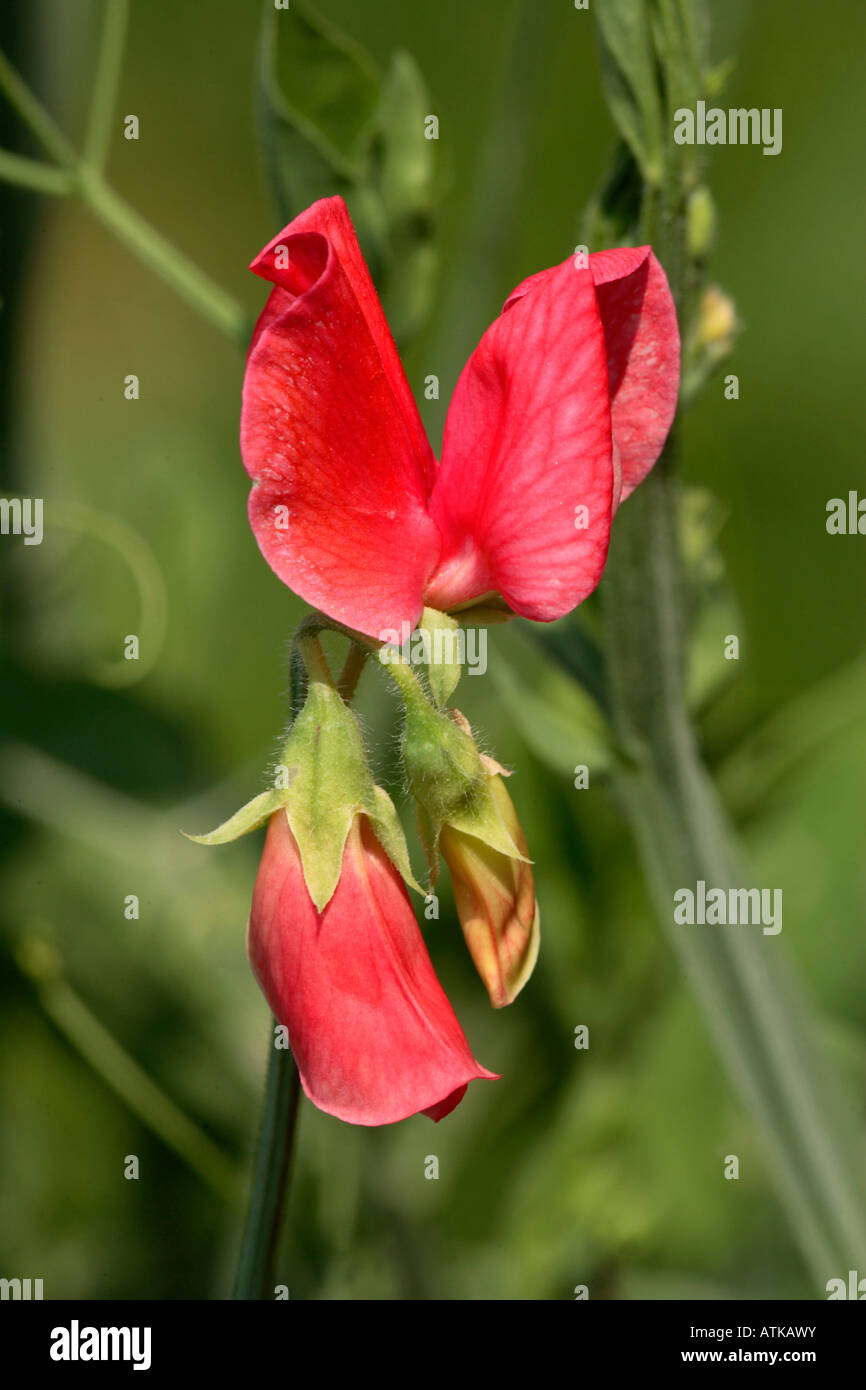 Red vetch hi-res stock photography and images - Alamy