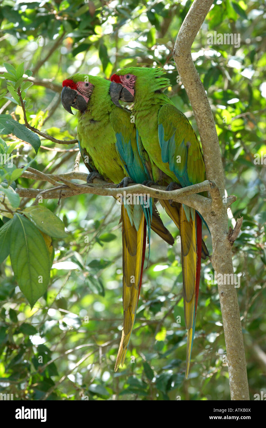Military macaw ara militaris adult hi-res stock photography and images ...