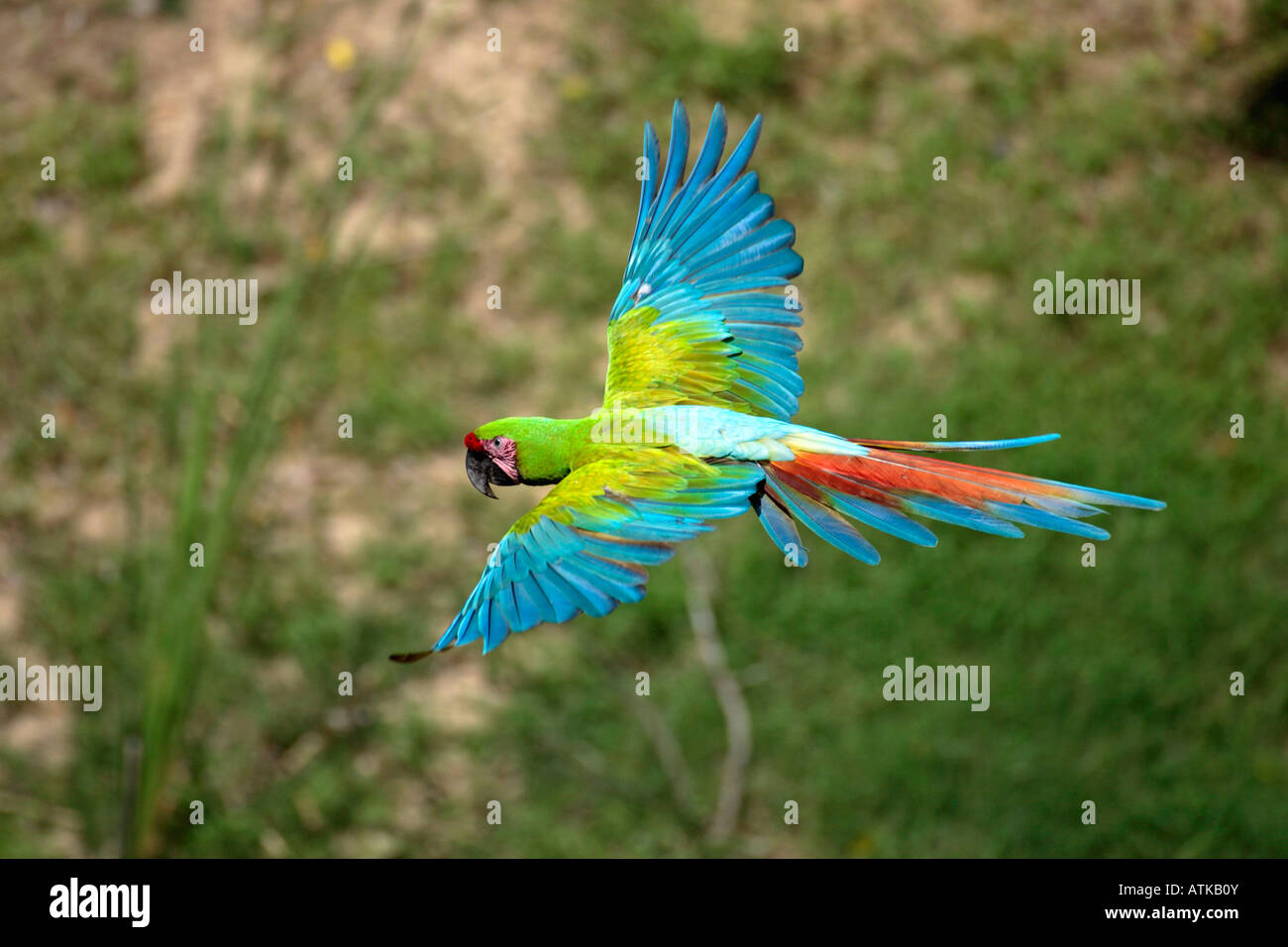 Military macaw ara militaris adult hi-res stock photography and images ...