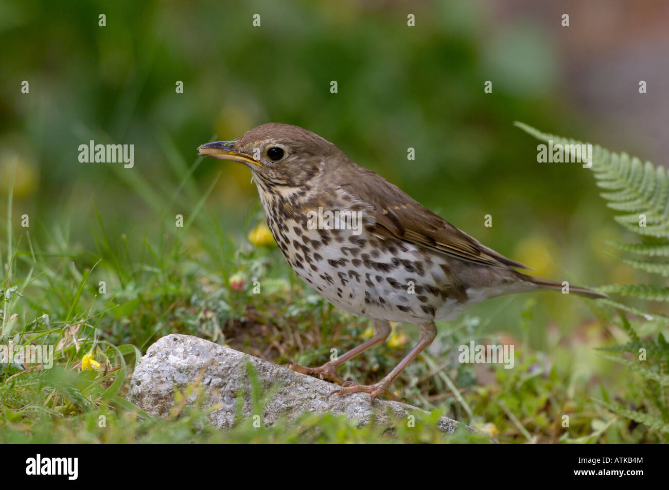 Song thrush bird uk hi-res stock photography and images - Alamy