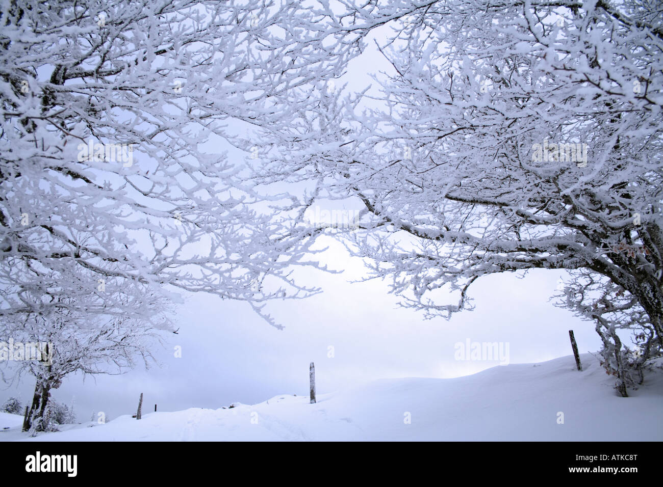 Swiss Alps. Trees covered with snow. Switzerland Stock Photo - Alamy