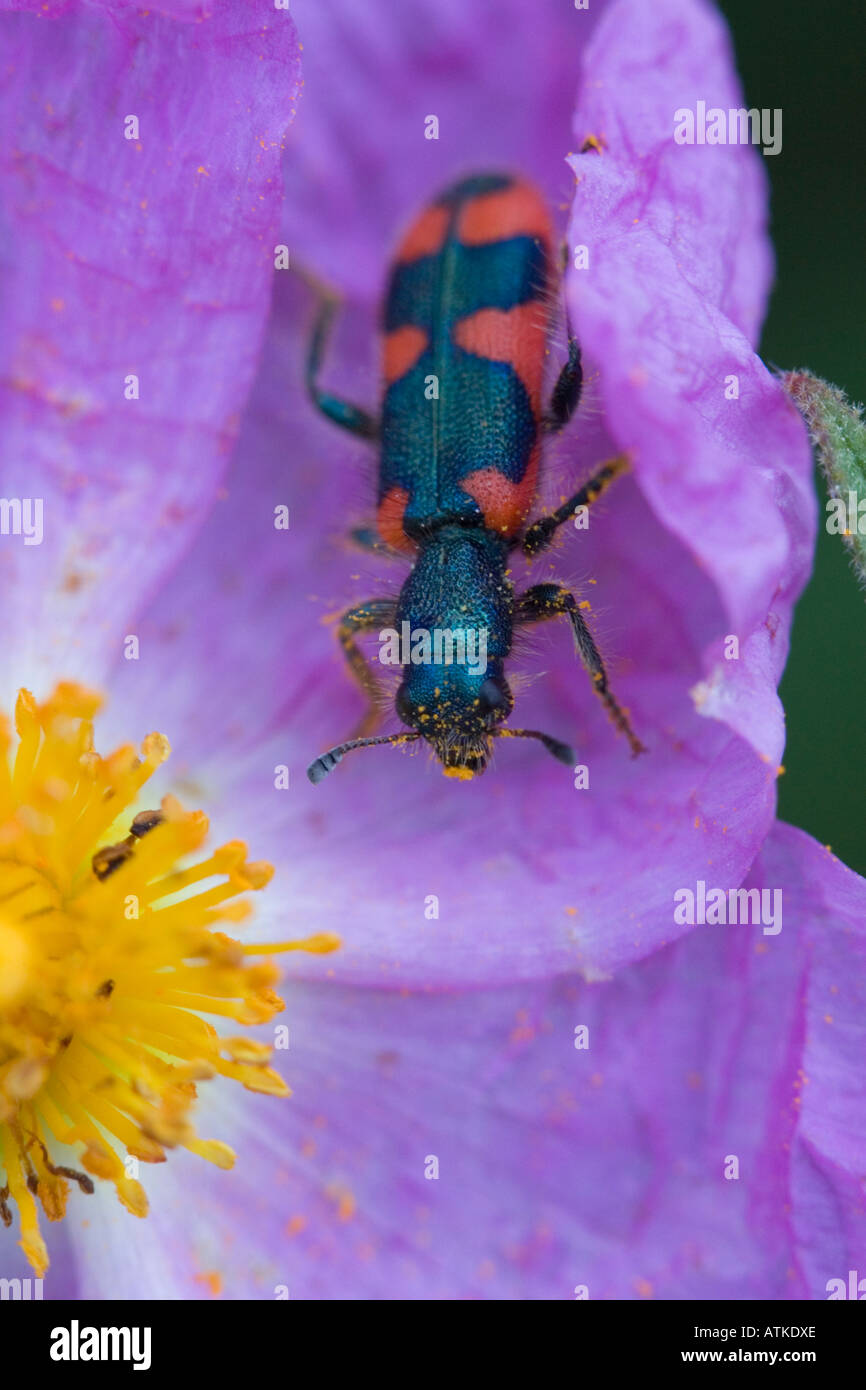 Purple beetle hi-res stock photography and images - Alamy