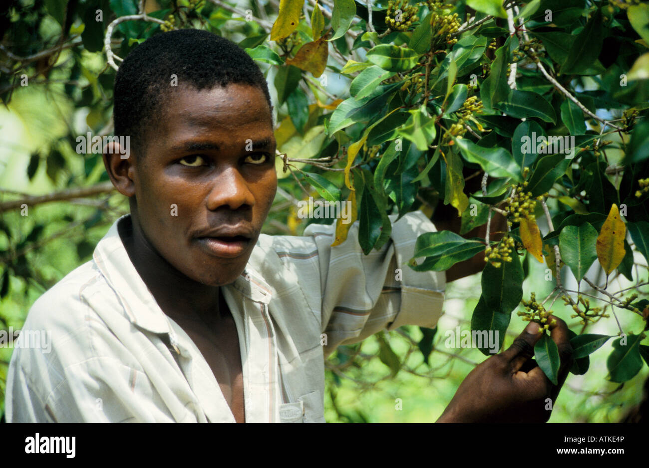 Clove plantation, Zanzibar, Tanzania, East Africa Stock Photo - Alamy