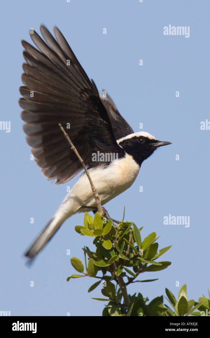 male Eastern Black-eared Wheatear perched on branch with wings raised ...