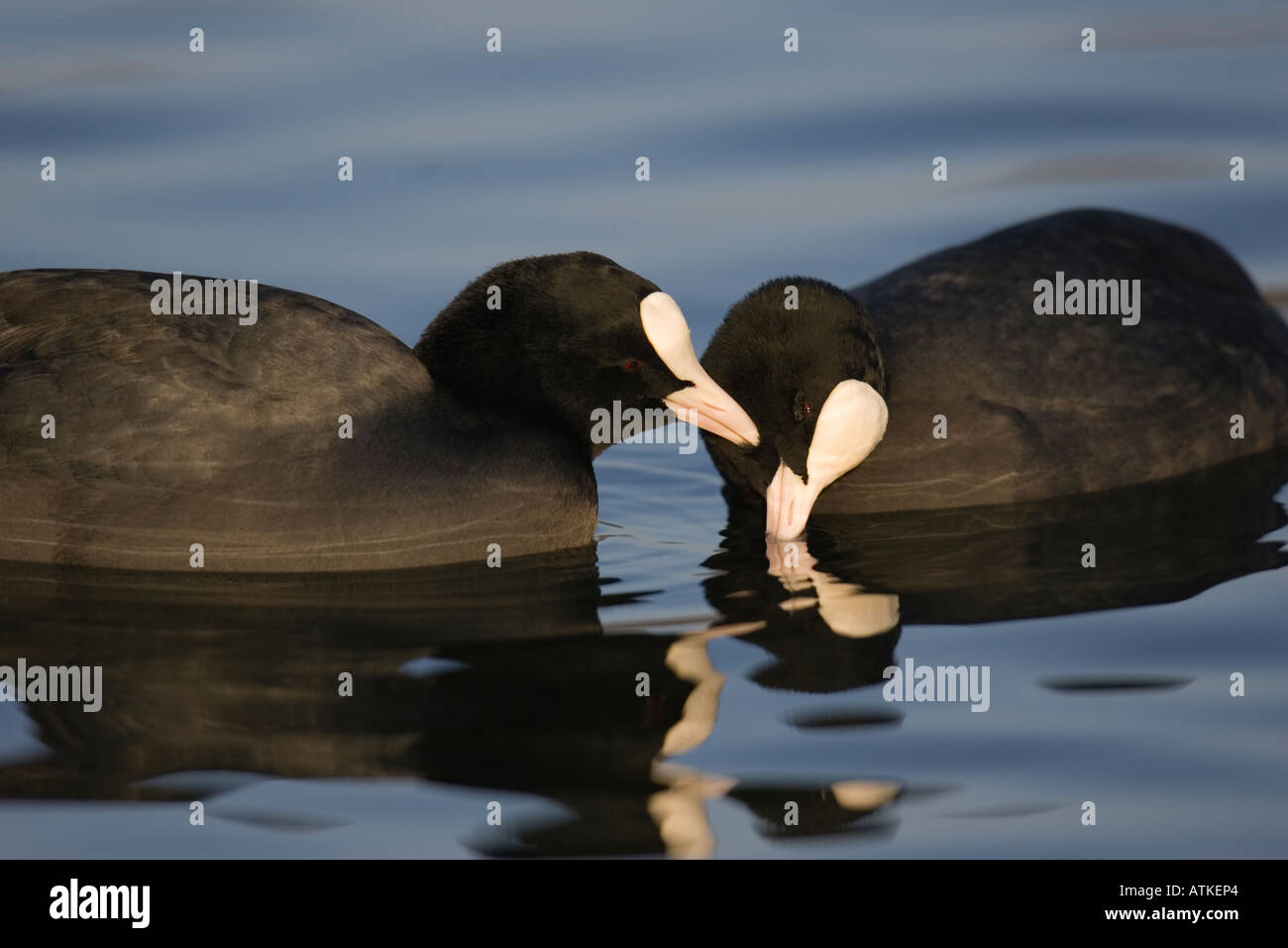 pair of Eurasian Coots courtship preening Stock Photo - Alamy