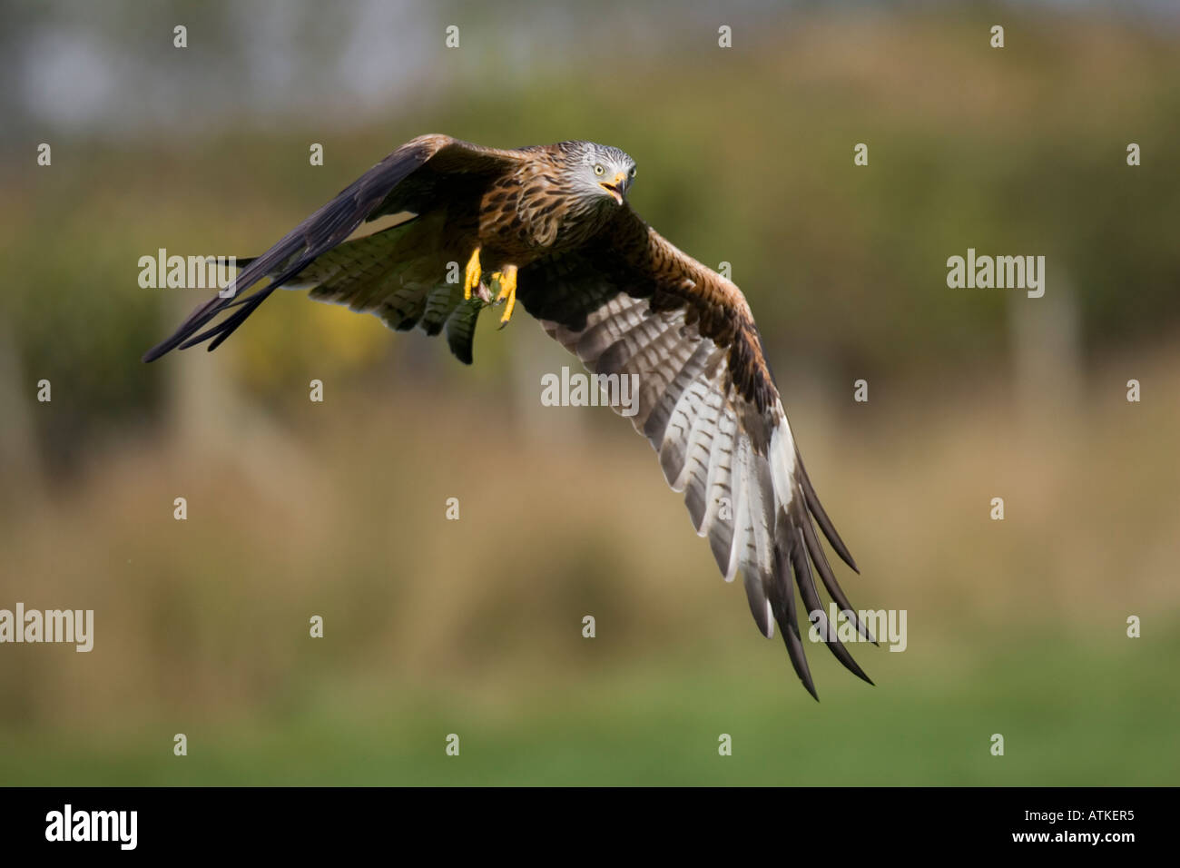 Bird talons hi-res stock photography and images - Alamy