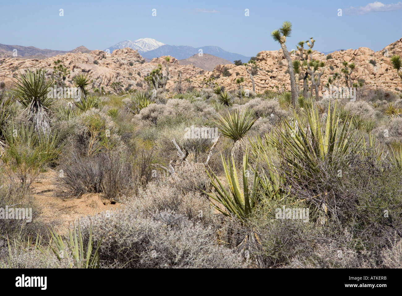 Mojave Desert with snow-capped peak of San Jacinto mountain in the ...