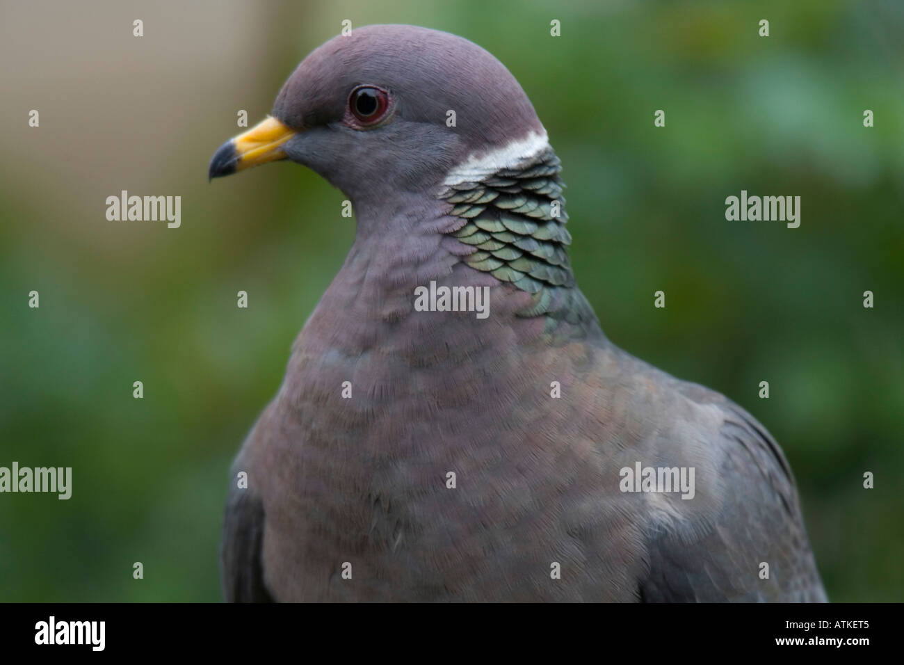 Band tailed pigeon hi-res stock photography and images - Alamy