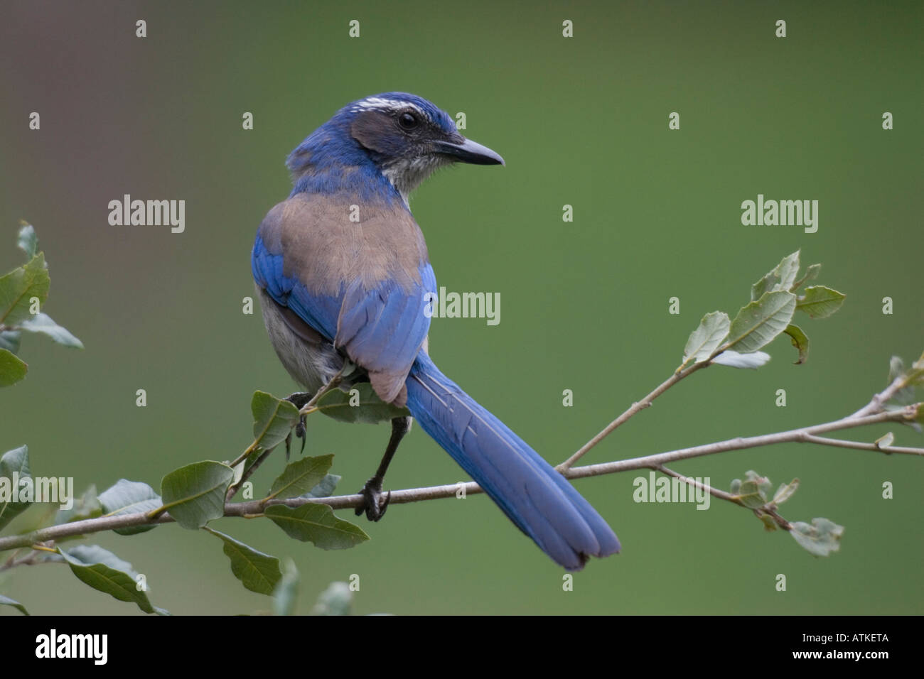 Blue jay bird sitting in hi-res stock photography and images - Alamy