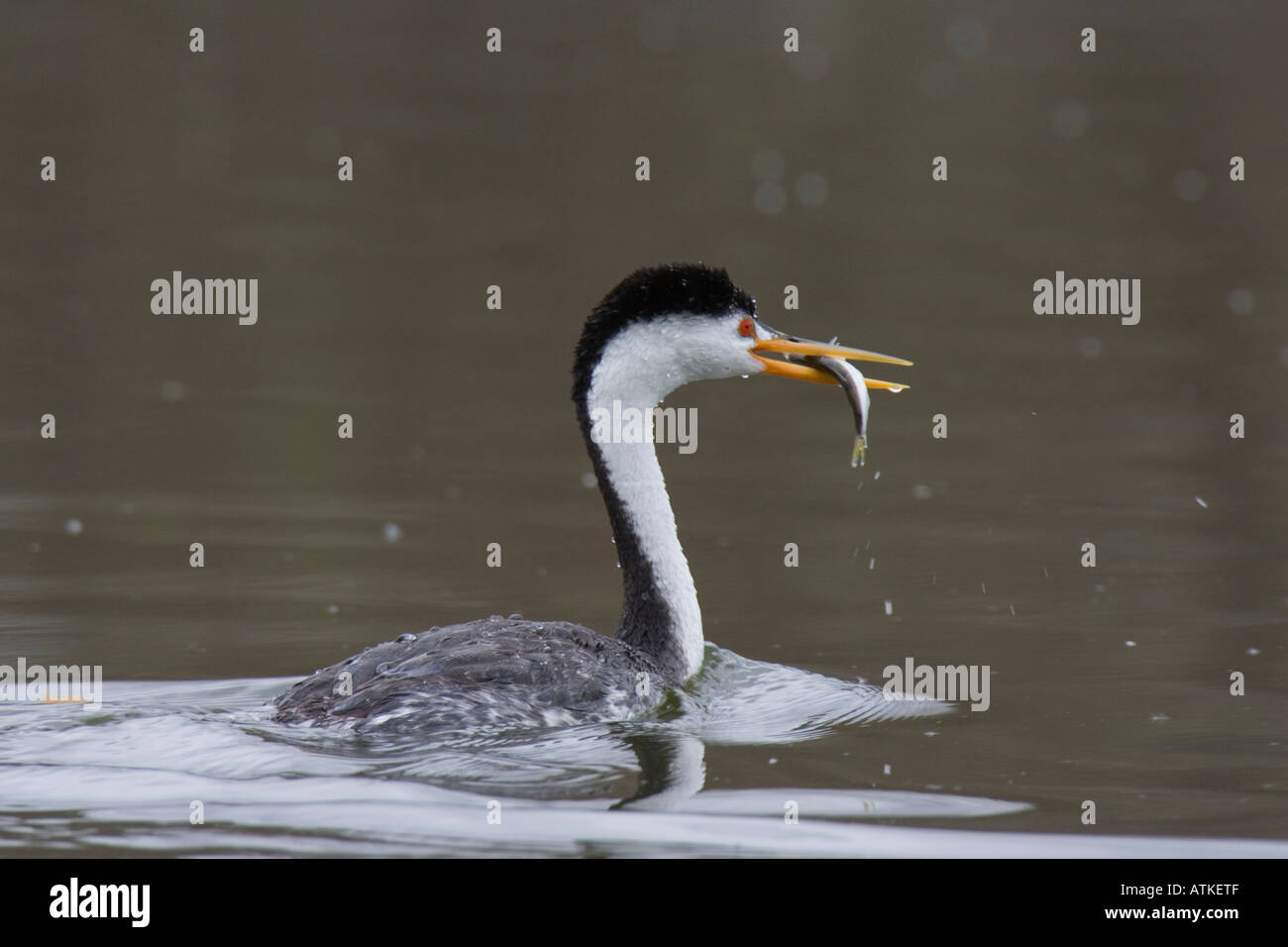 Carrying fish hi-res stock photography and images - Alamy