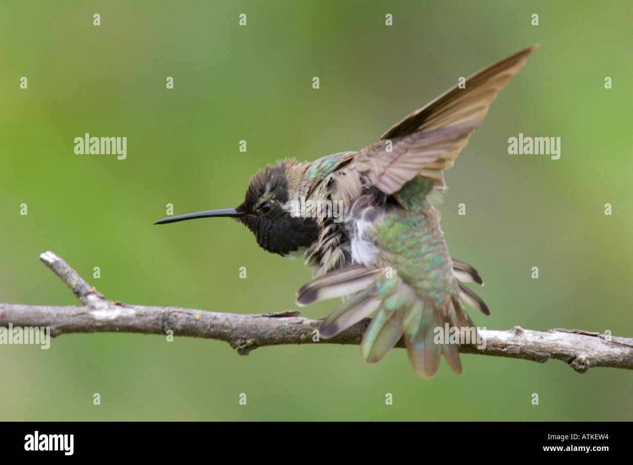 male Costa's Hummingbird stretching wings and tail in aggressive ...