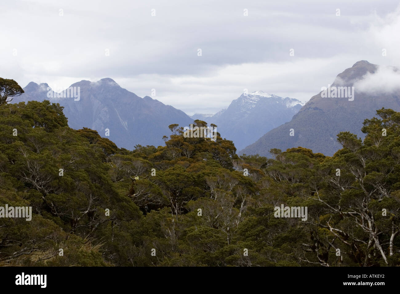 View of Mountains and temperate rainforest from Keystone Summit, New ...