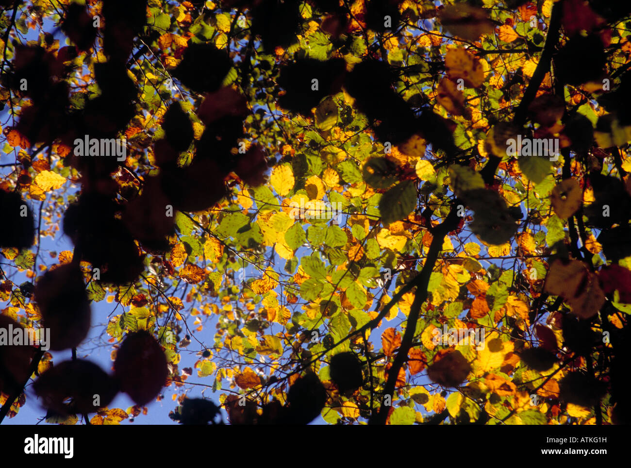 Epping Forest at High Beech, Essex Stock Photo - Alamy