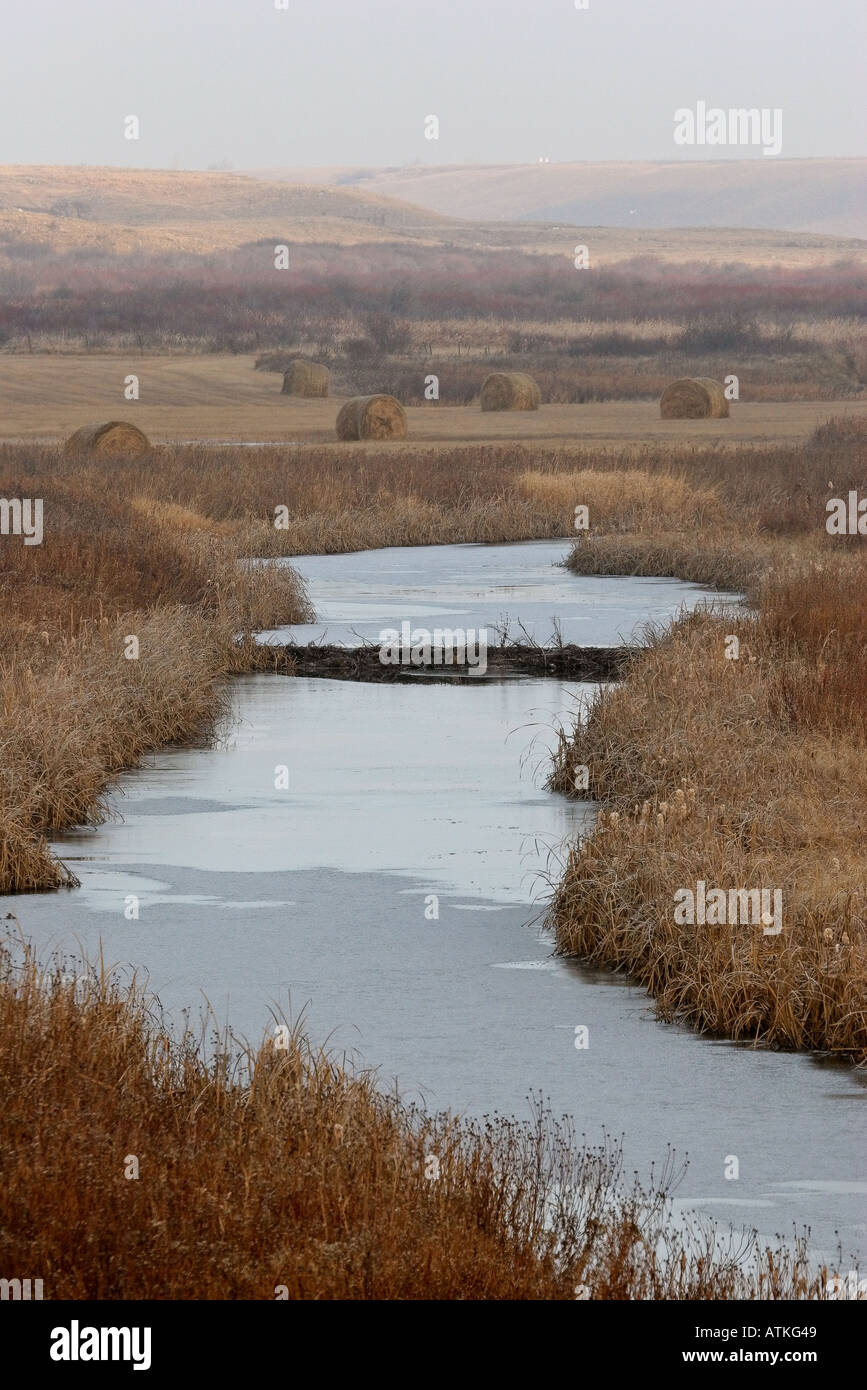 Beaver and dam and canada hi-res stock photography and images - Alamy