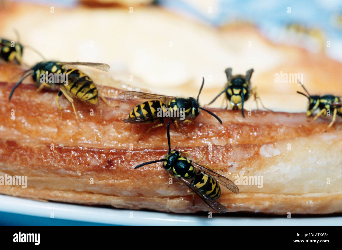 Wasps cake hi-res stock photography and images - Alamy