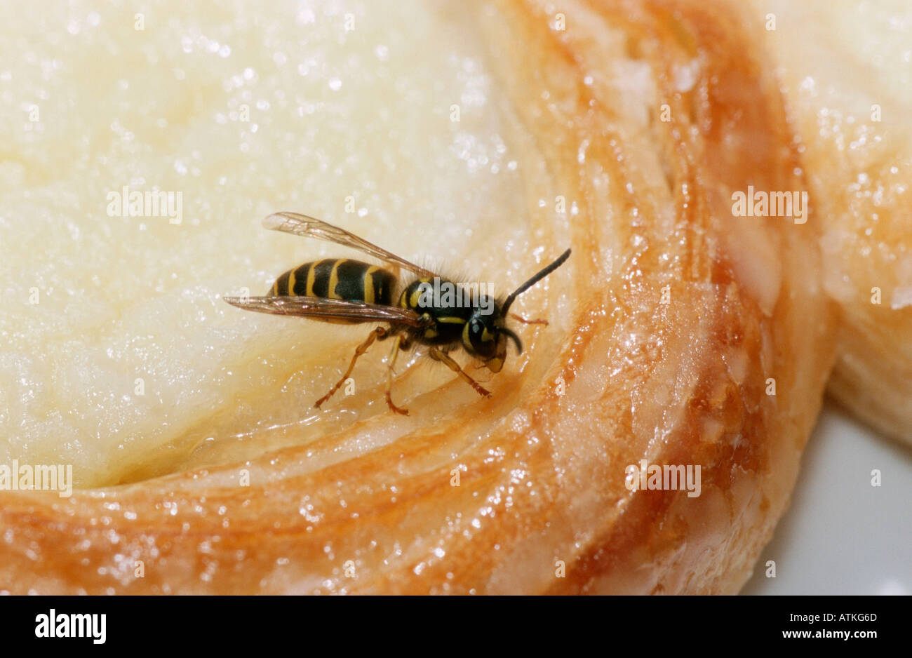 Paravespula germanica hi-res stock photography and images - Alamy