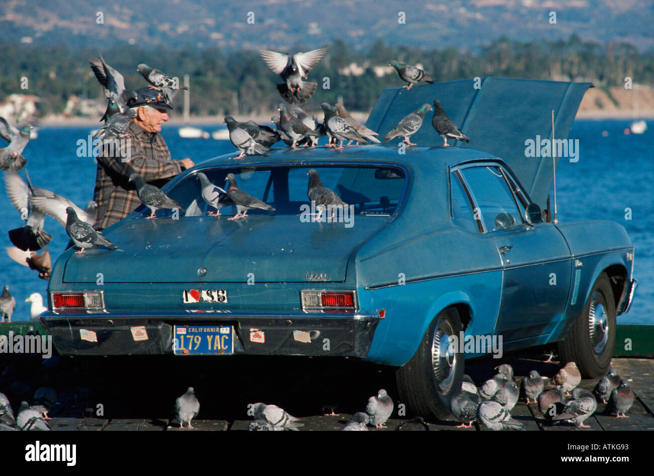 Pigeons on hi-res stock photography and images - Alamy