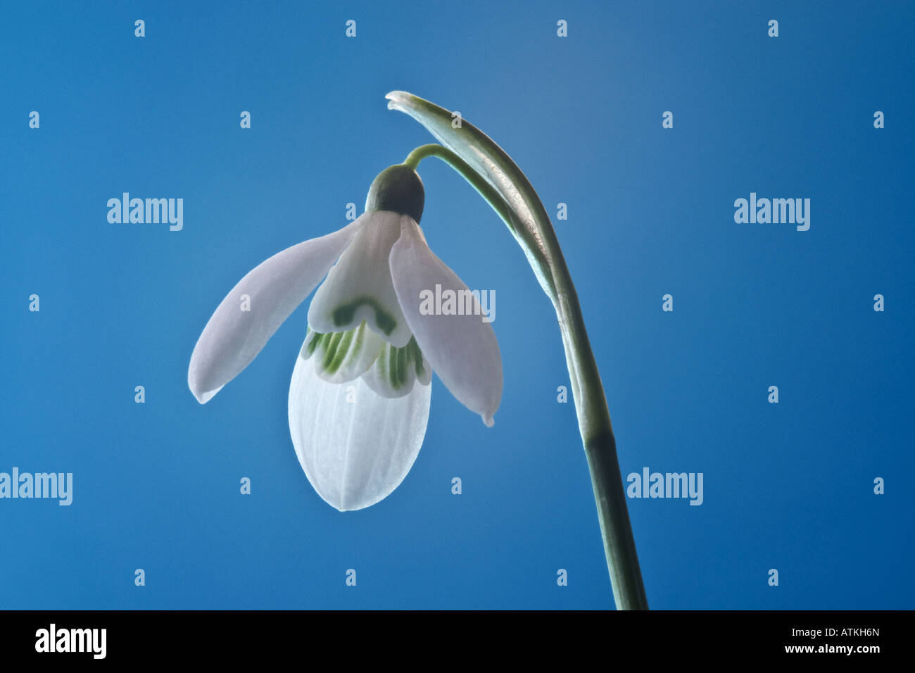 Blue snowdrop hi-res stock photography and images - Alamy
