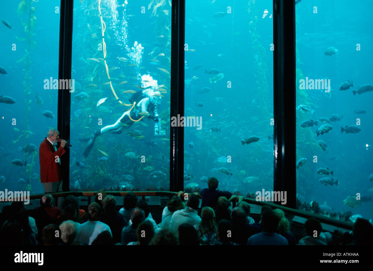 Monterey bay aquarium diving hi-res stock photography and images - Alamy