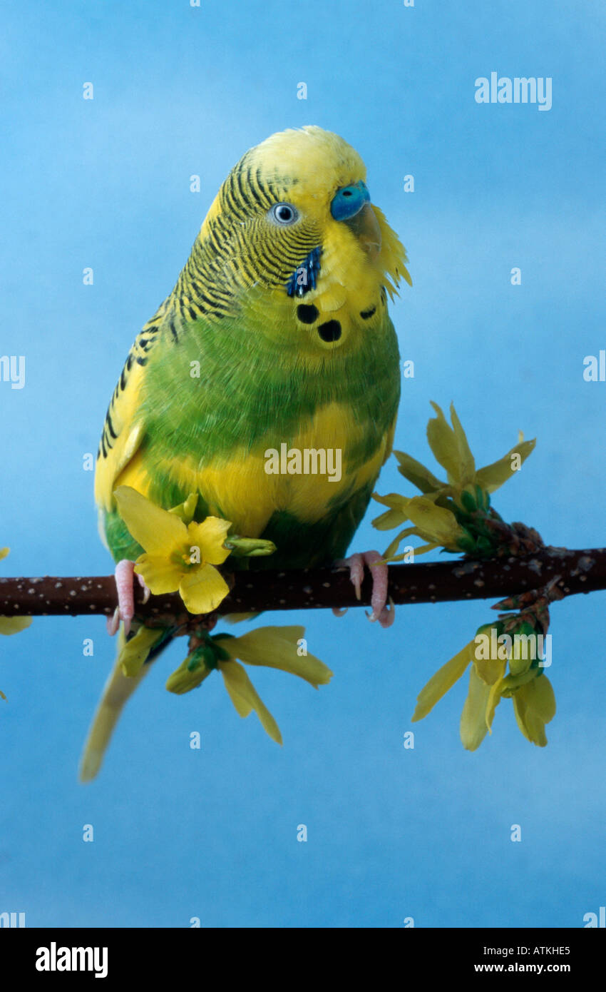 Budgerigar / Budgie Stock Photo - Alamy