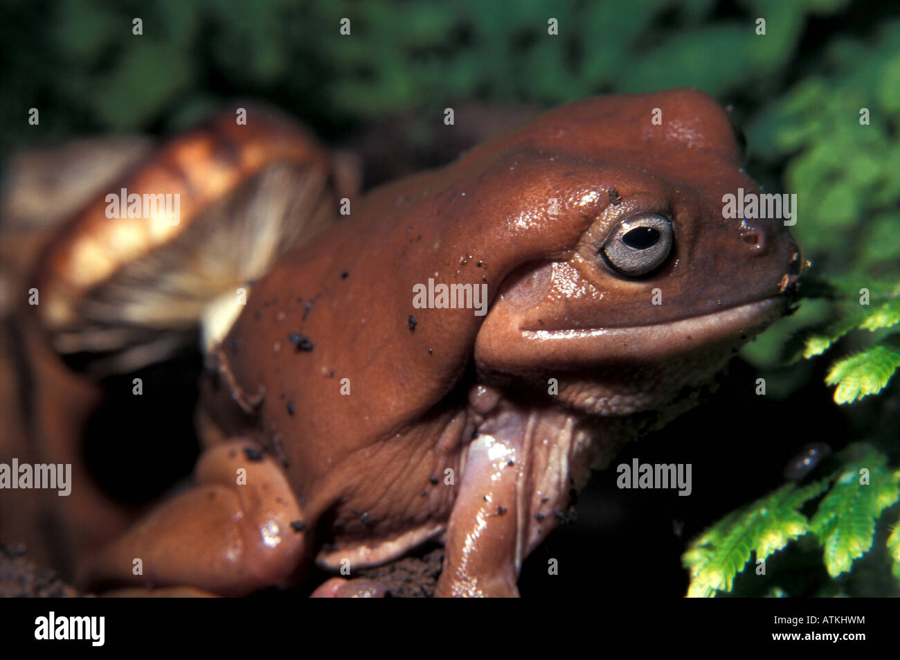 Litoria cerulea, Australian giant tree frog Stock Photo - Alamy