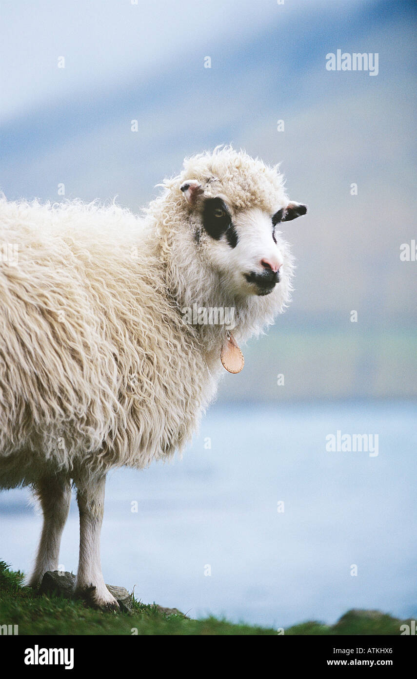 Faroese farming hi-res stock photography and images - Alamy