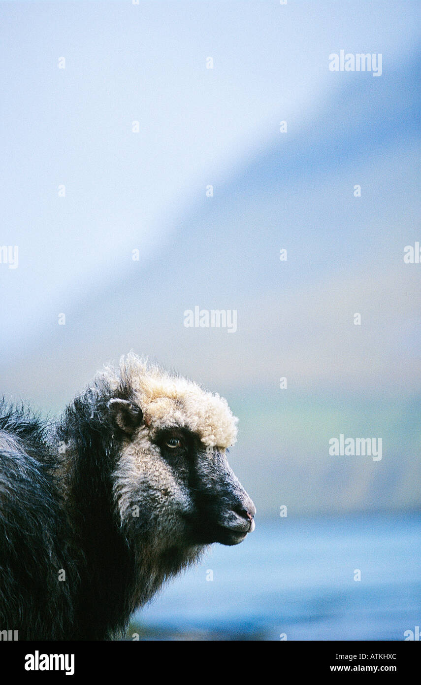 Faroese farming hi-res stock photography and images - Alamy