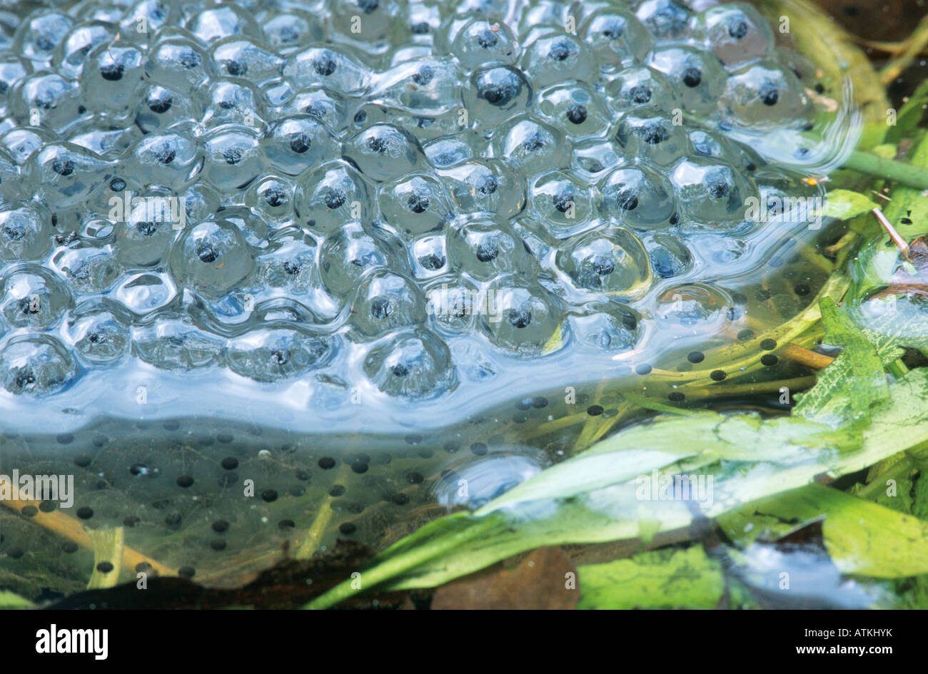 Frog spawn in Pond Stock Photo - Alamy