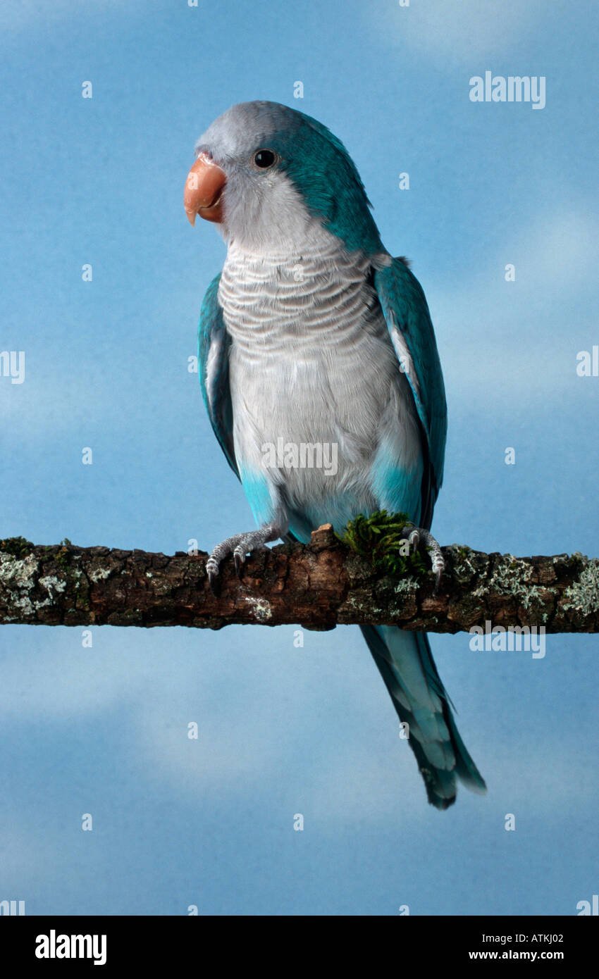 Monk Parakeet Stock Photo - Alamy