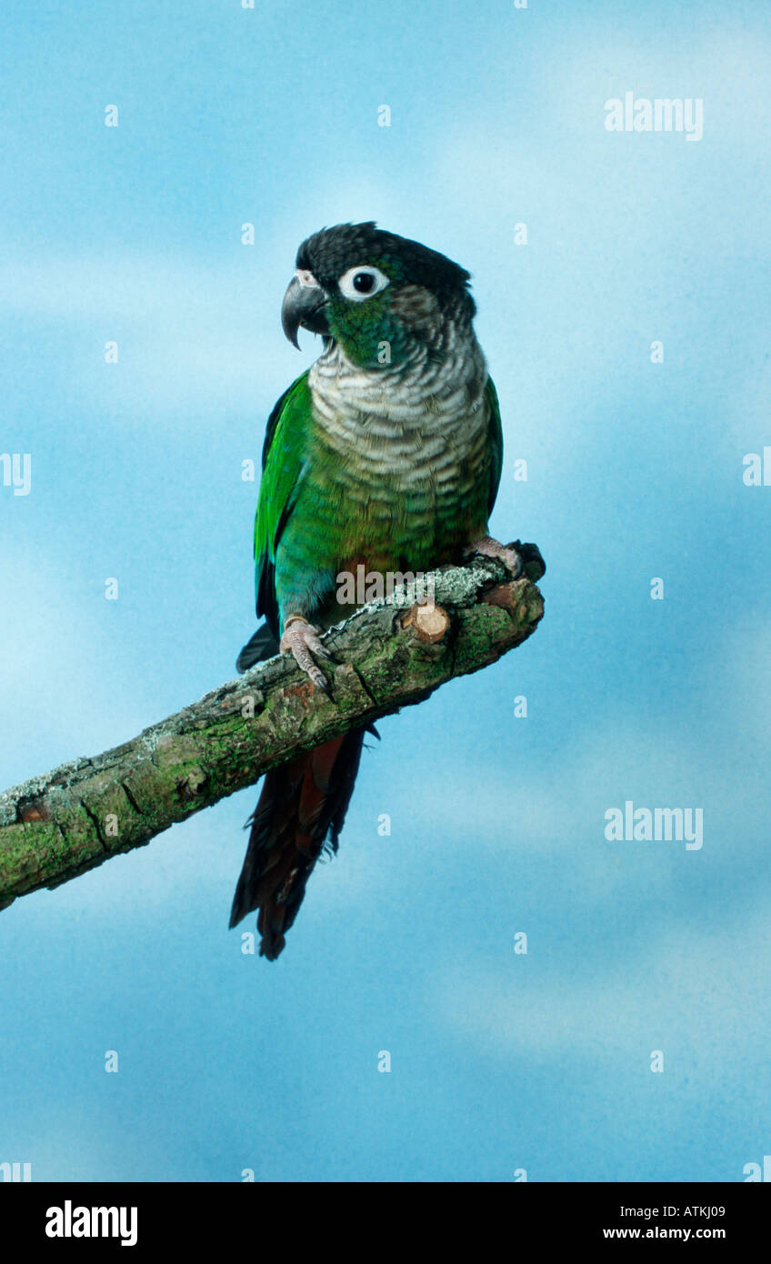 Green cheeked conure hi-res stock photography and images - Alamy