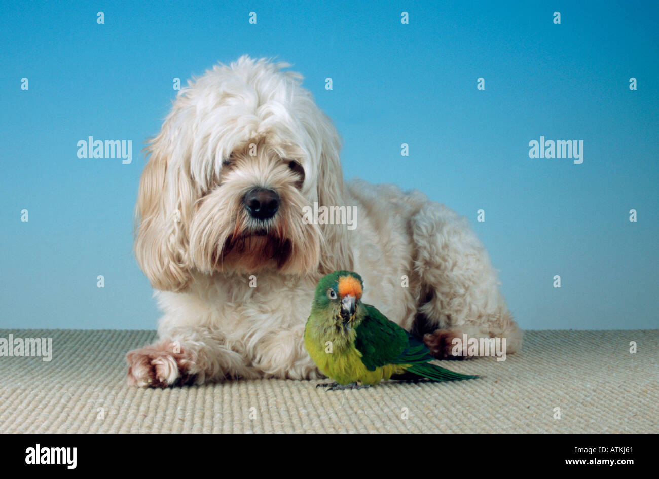 Dog and Conure Stock Photo - Alamy